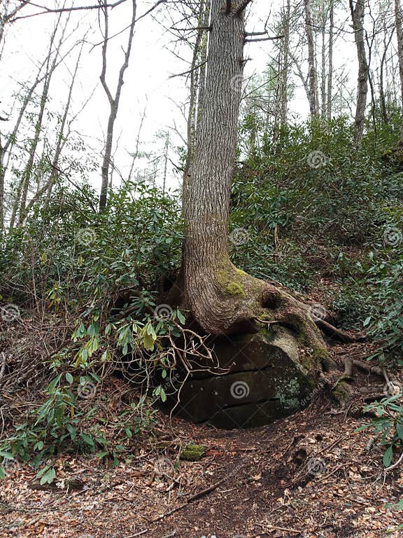 The cave under the tree stock image. Image of cave, nature - 144931227