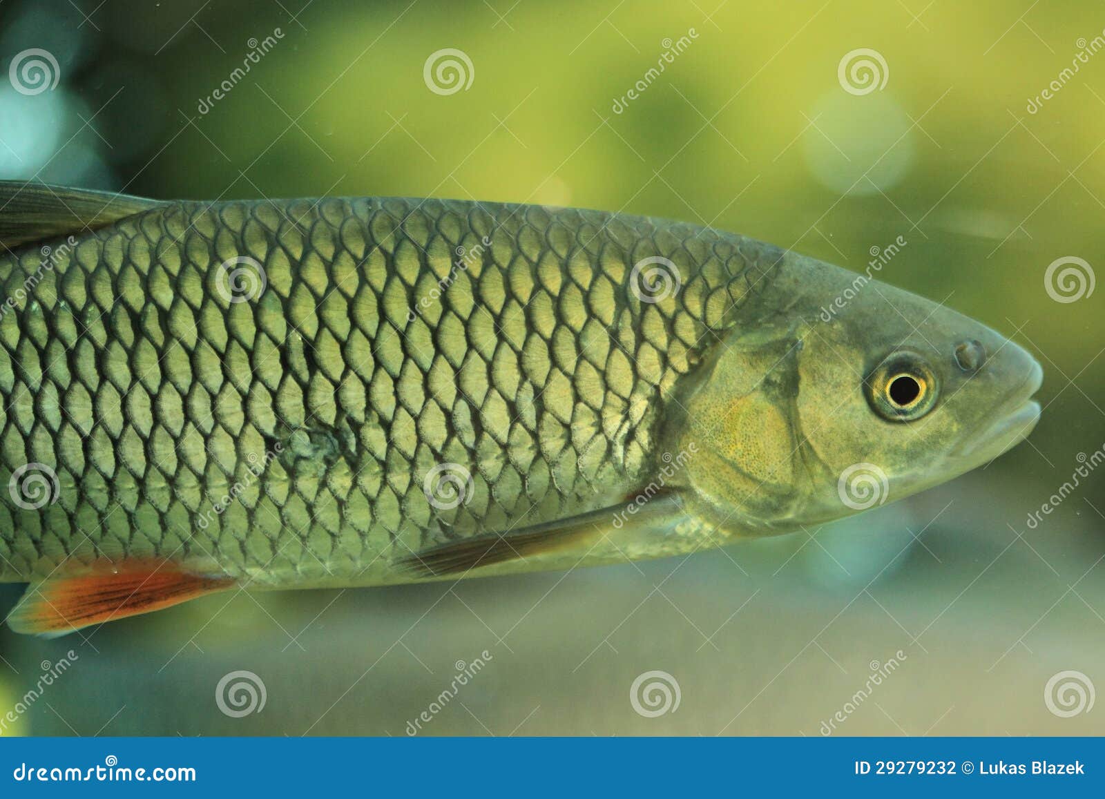 Cavedano europeo fotografia stock. Immagine di europeo - 29279232