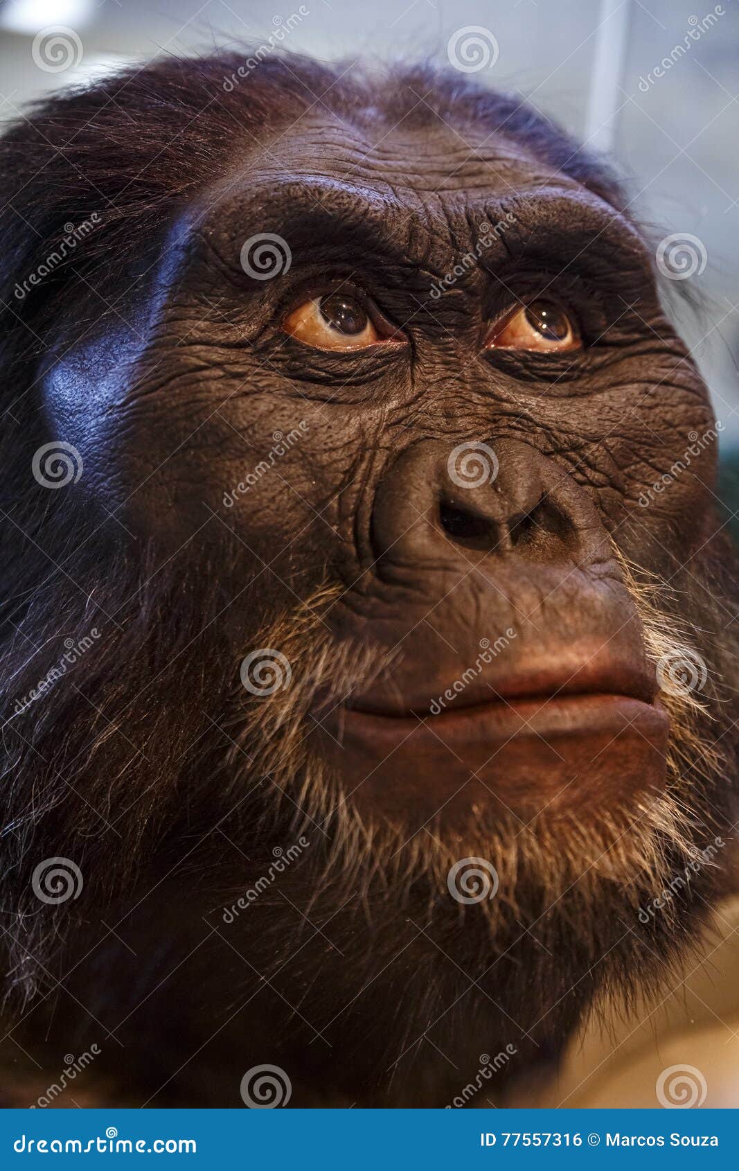 Australopithecus Afarensis Editorial Image | CartoonDealer.com #165817948