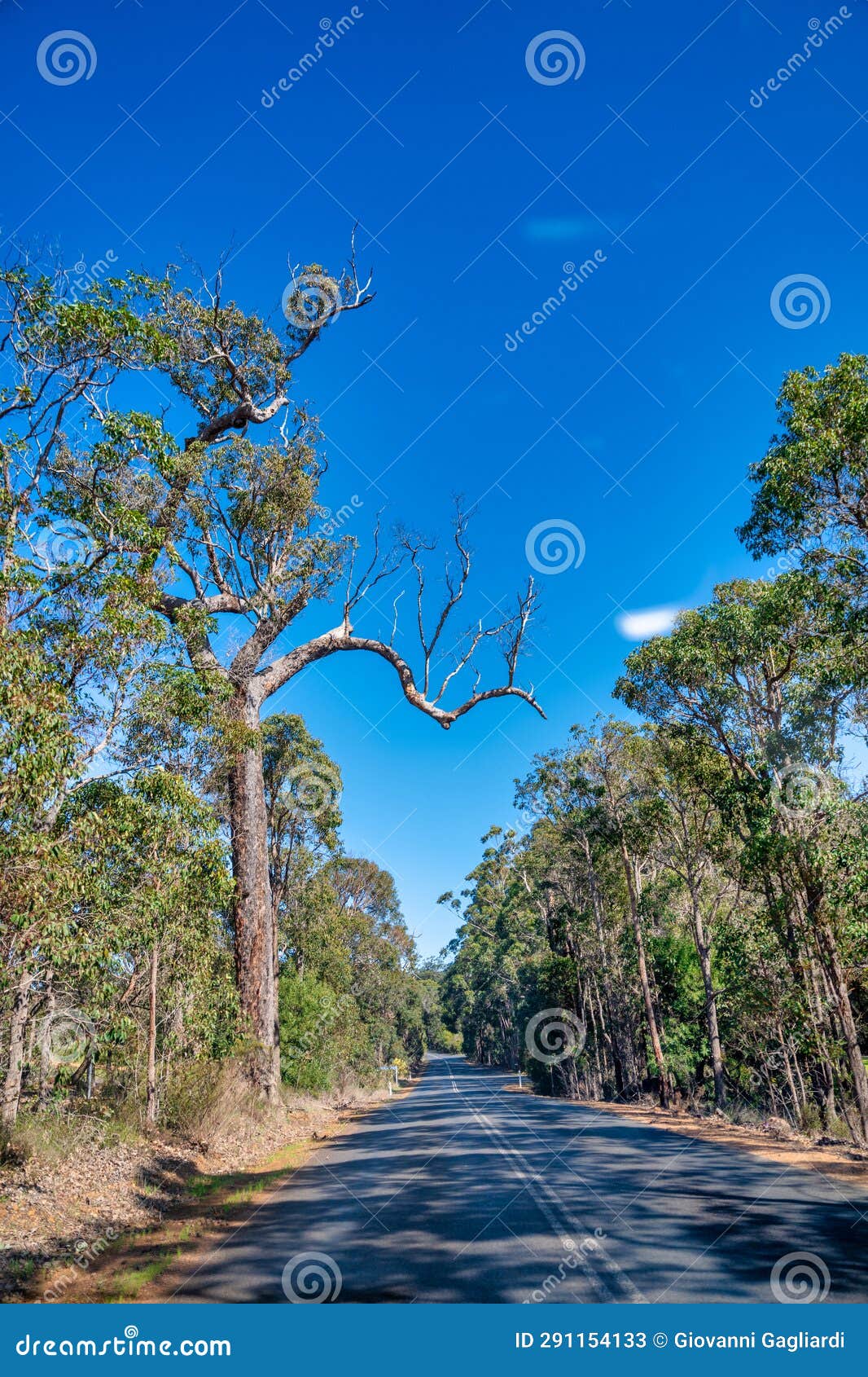 Caves Road in Western Australia Stock Image - Image of australian ...