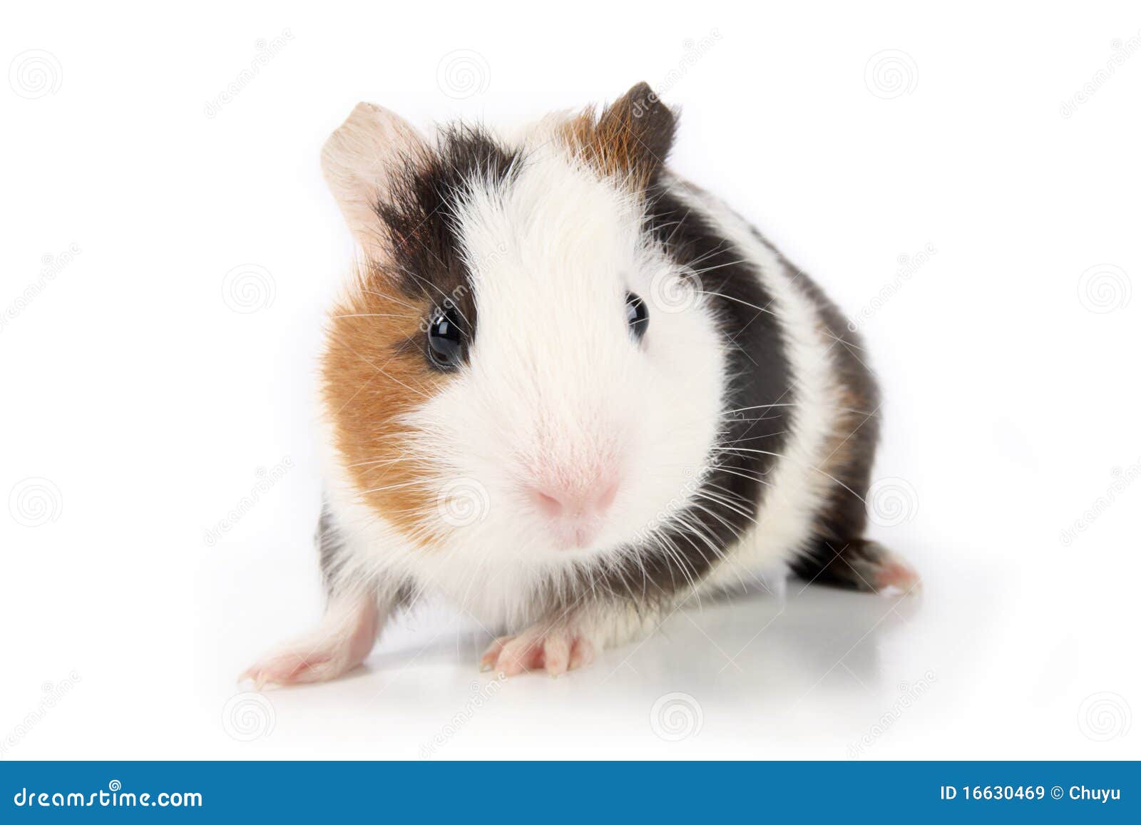 Cavia immagine stock. Immagine di carino, topo, vertebrato - 16630469