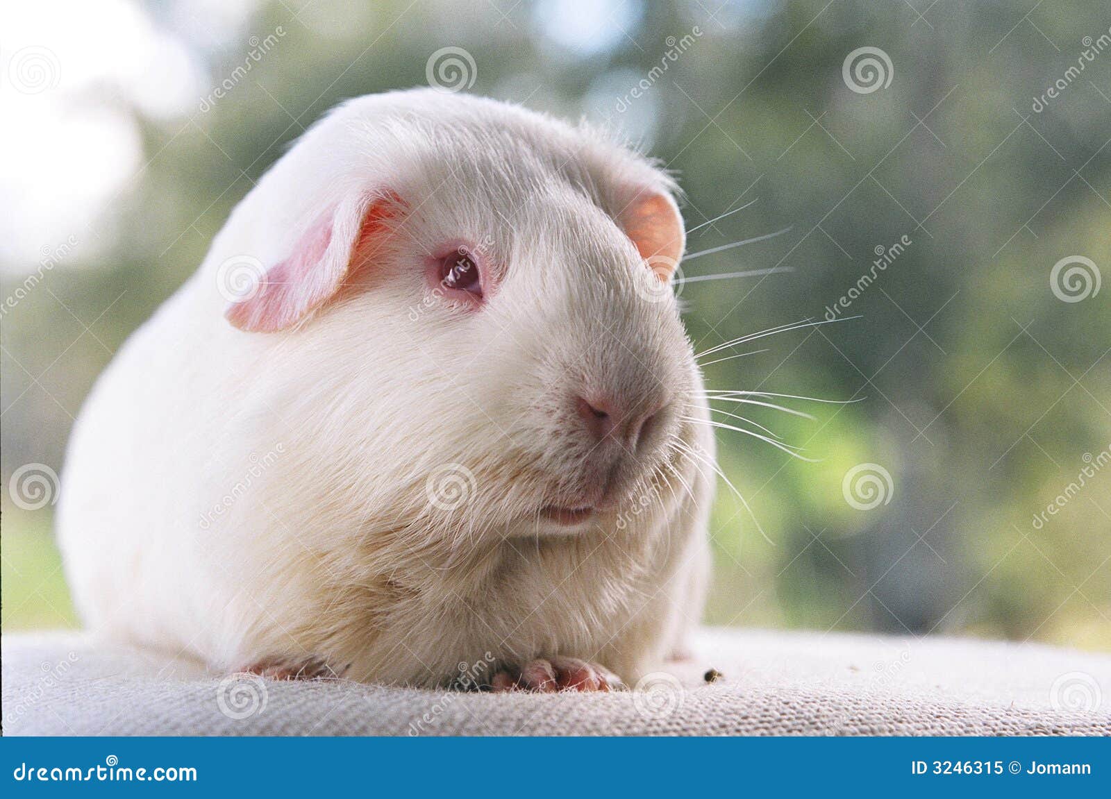 Cavia immagine stock. Immagine di animale, piccolo, basette - 3246315