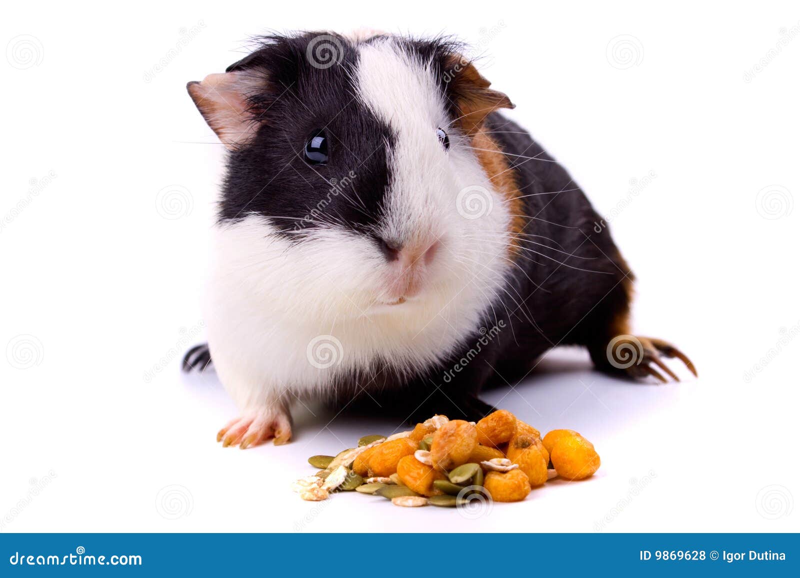 Cavia, Animale Domestico Isolato Su Bianco Fotografia Stock - Immagine ...