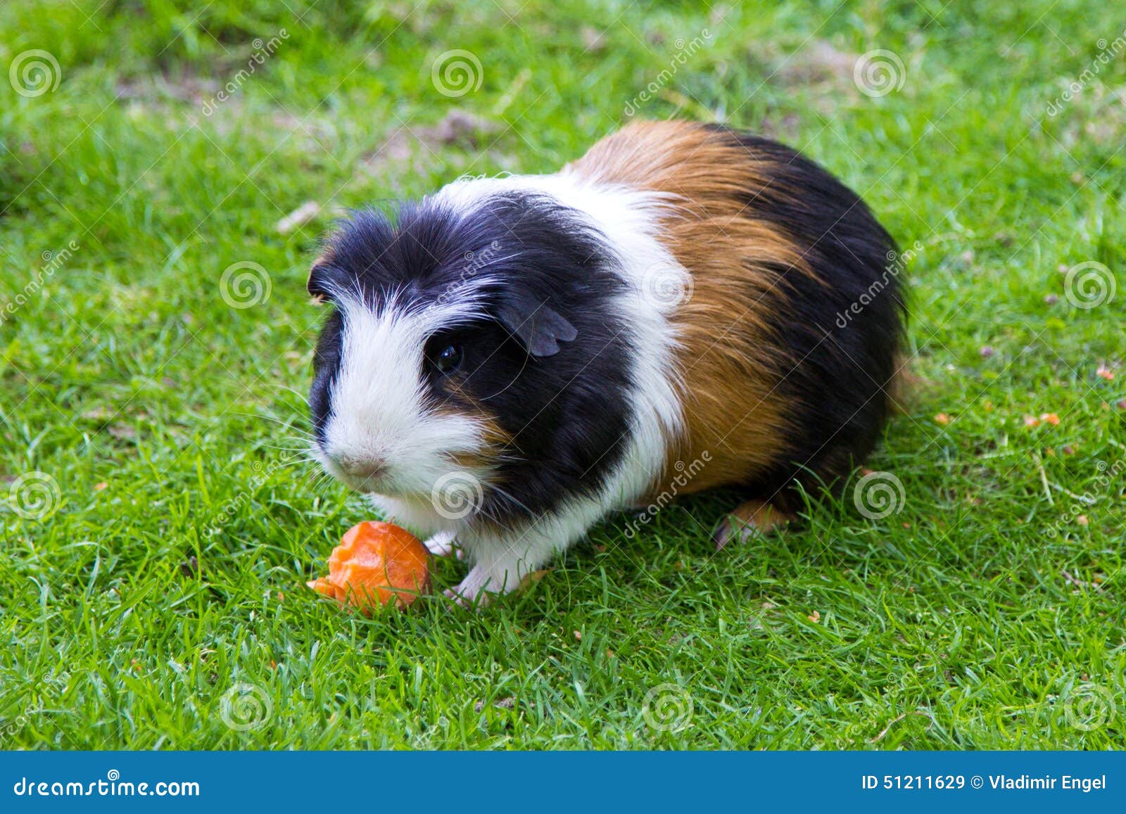 Cavia Che Mangia Mammifero Animale Immagine Stock - Immagine di piccolo ...