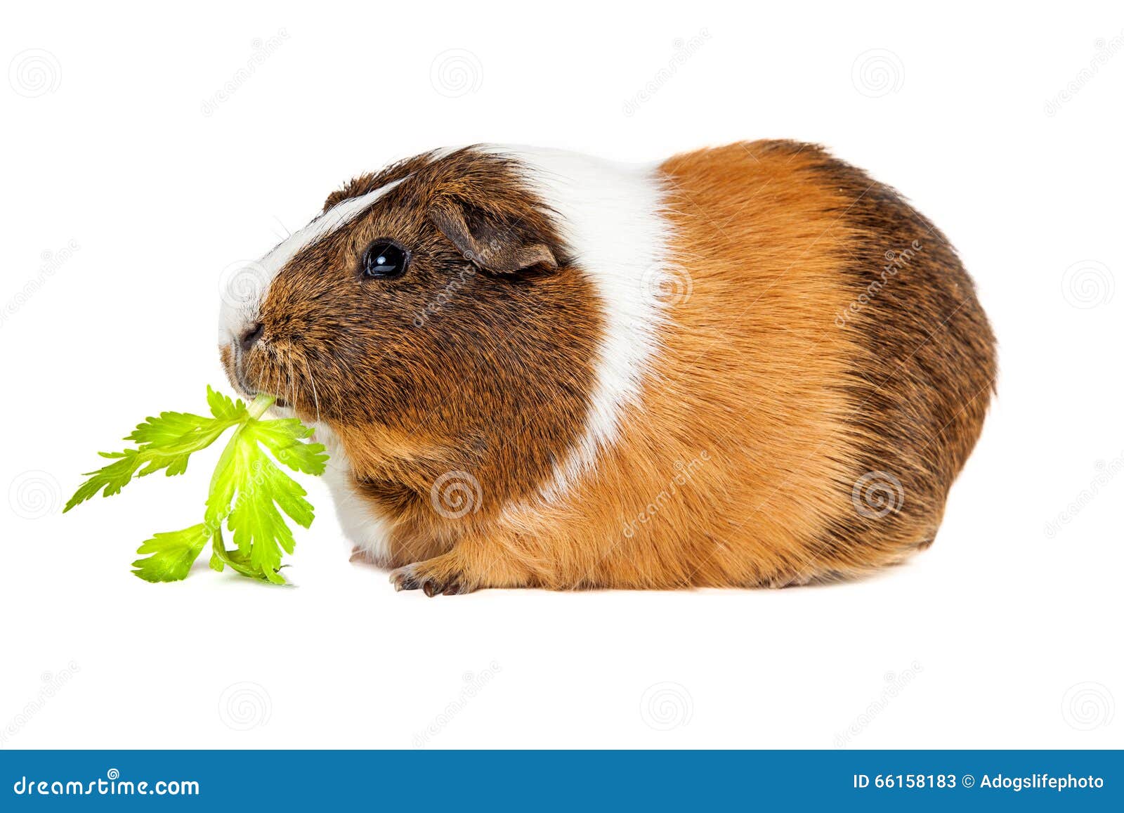 Cavia che mangia sedano immagine stock. Immagine di animale - 66158183