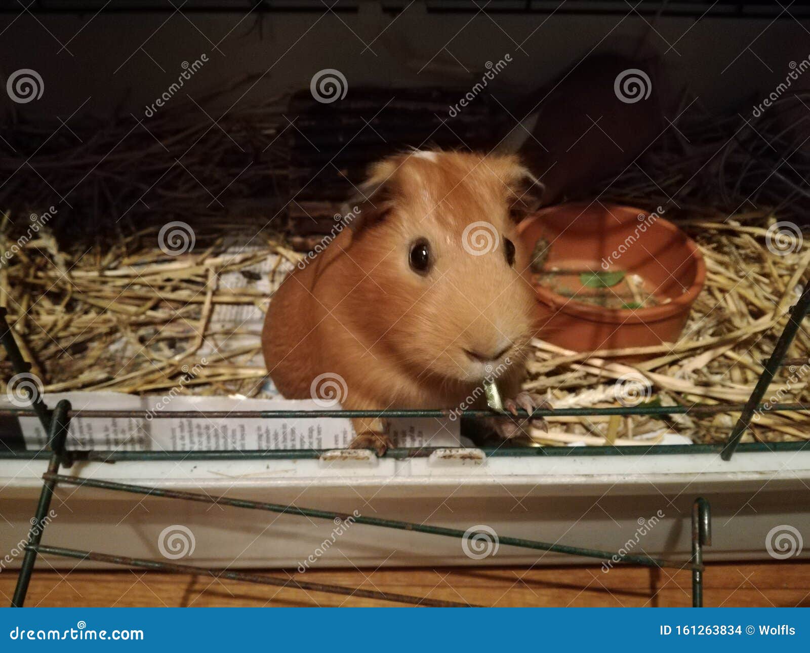 Cavia stock photo. Image of brown, eating, cavia, cute - 161263834