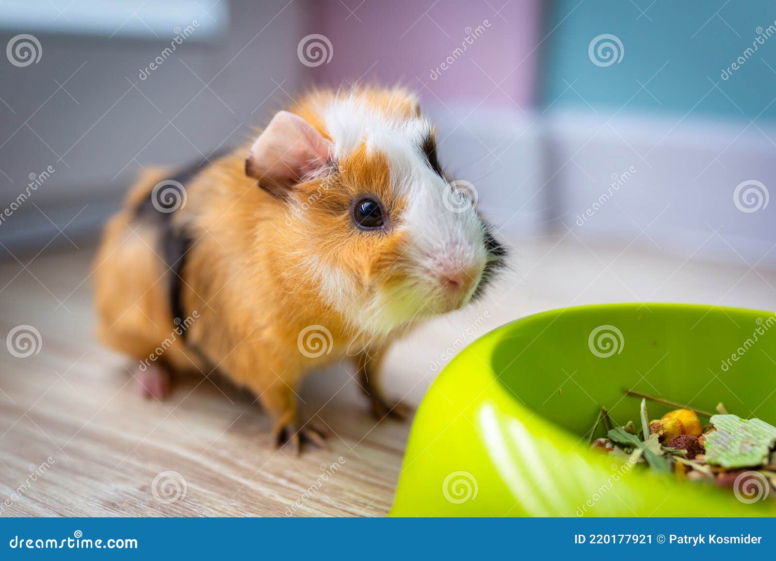 Cavia Eet Voedsel Uit Een Kom Stock Afbeelding - Image of pluizig ...