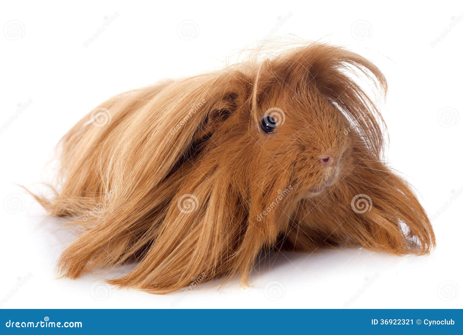 Cavia peruviana immagine stock. Immagine di peruviano - 36922321