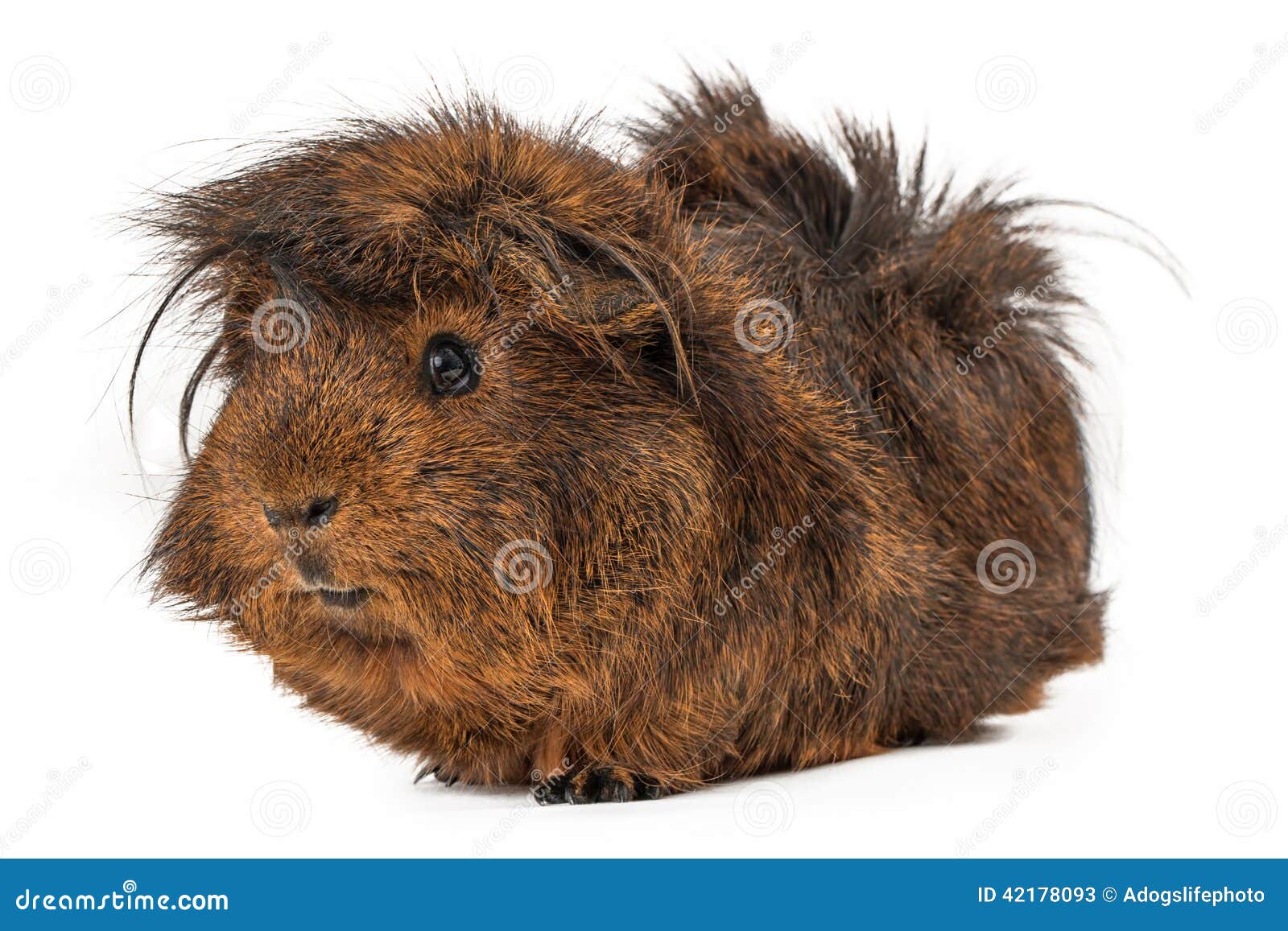 Cavia peruviana immagine stock. Immagine di guinea, bianco - 42178093