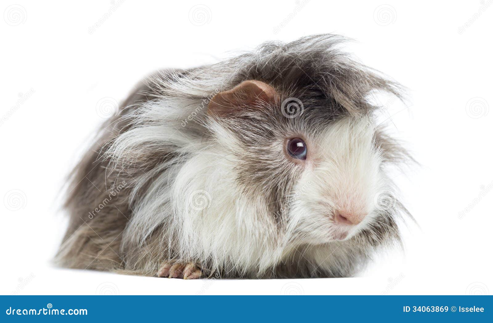 Cavia peruviana, isolata immagine stock. Immagine di animale - 34063869