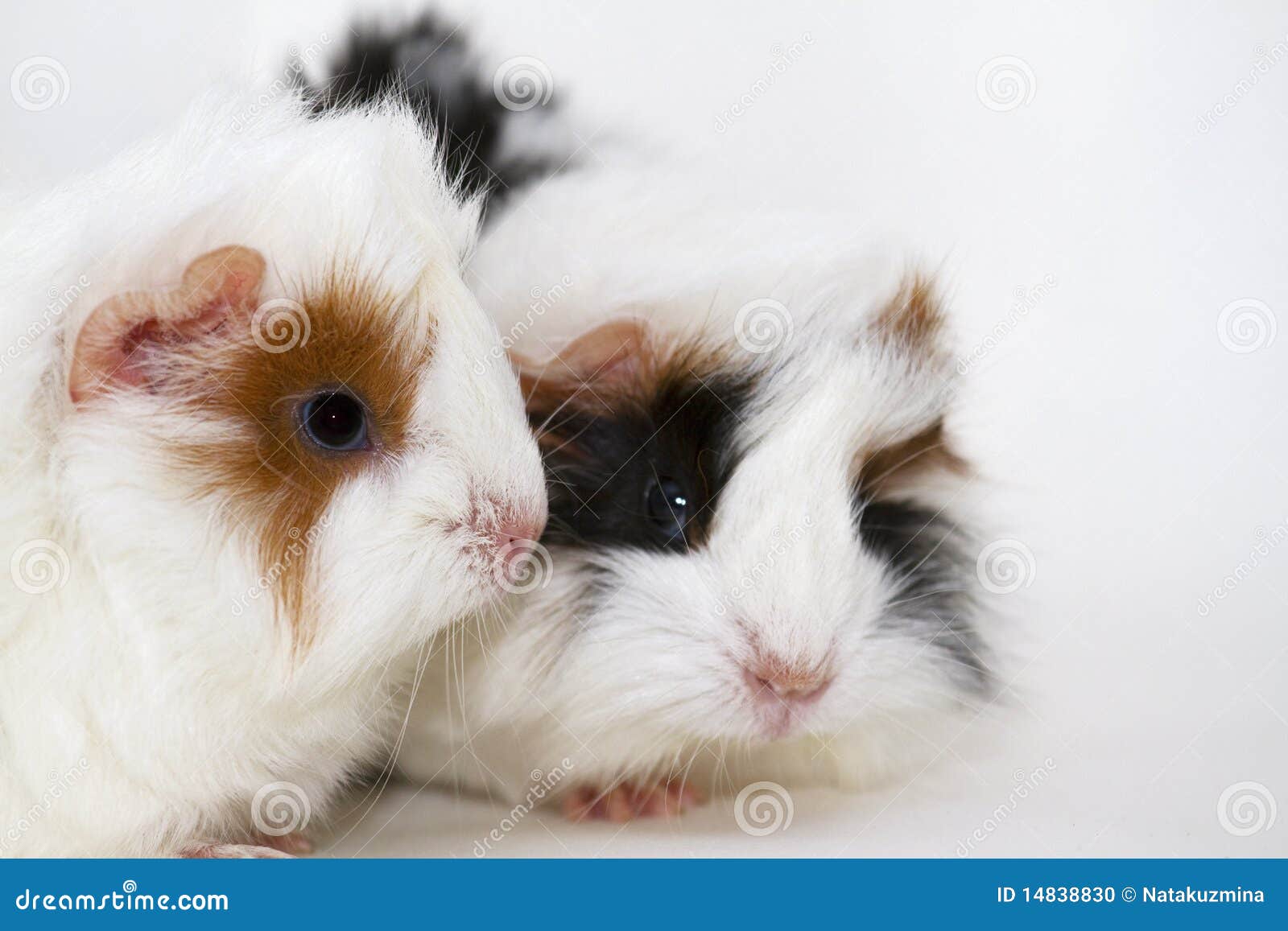 Cavia porcellus stock photo. Image of nose, macro, animal - 14838830