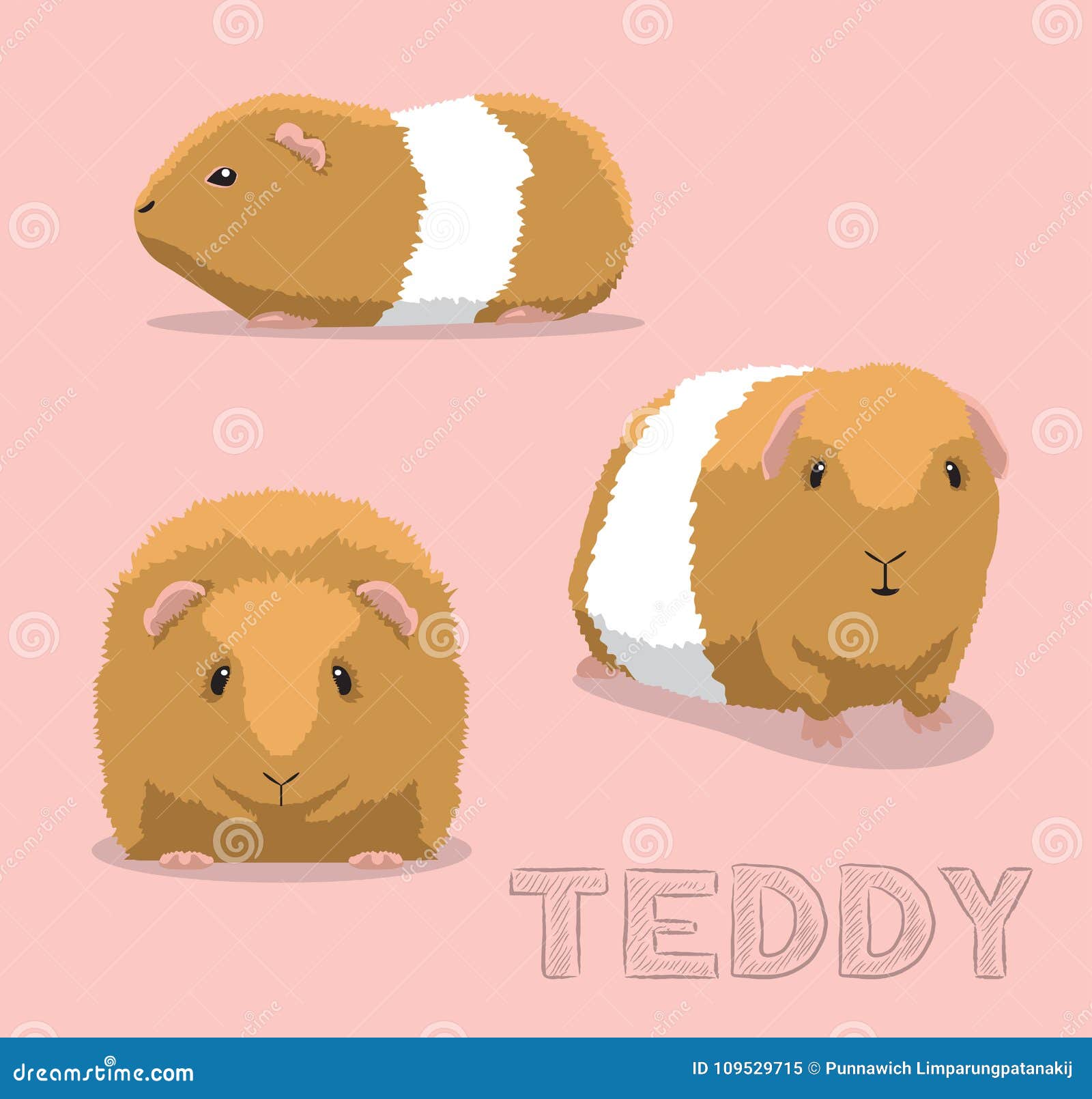 Cavia Teddy Cartoon Vector Illustration Illustrazione Vettoriale ...