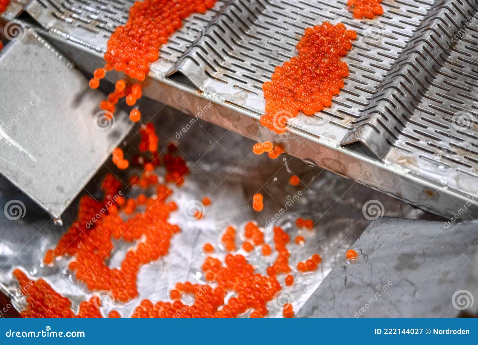 The Caviar Flows from the Edge of the Conveyor into the Receiving Tray ...