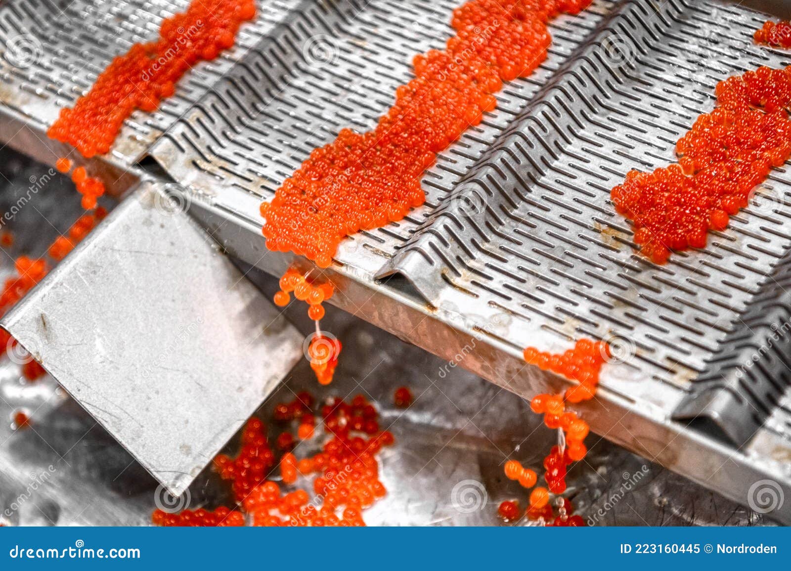 The Caviar Flows from the Edge of the Conveyor into the Receiving Tray ...