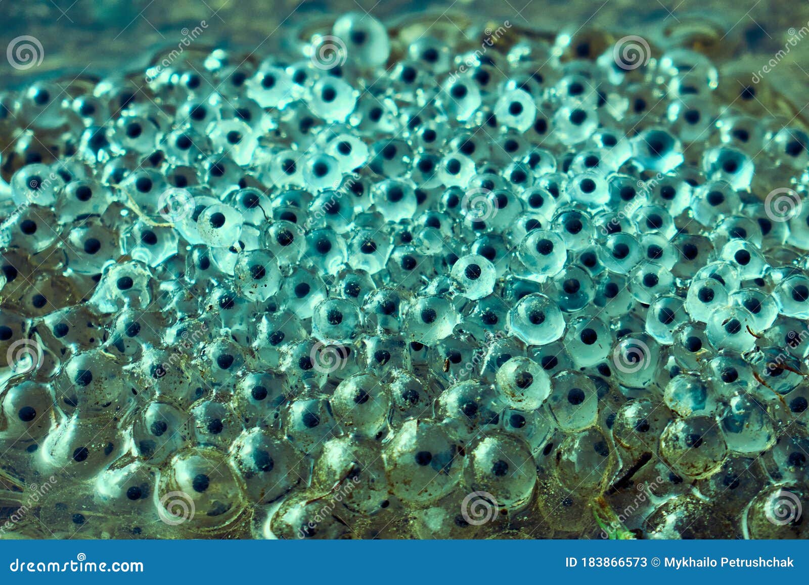 Caviar Frogs in the Water Close Up Stock Image - Image of brown, clean ...