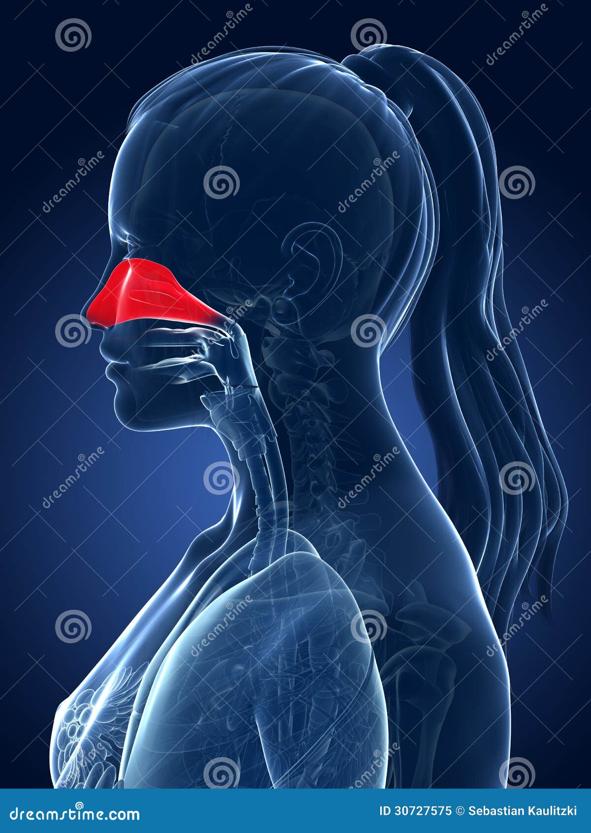 Cavidade nasal destacada ilustração stock. Ilustração de humano - 30727575