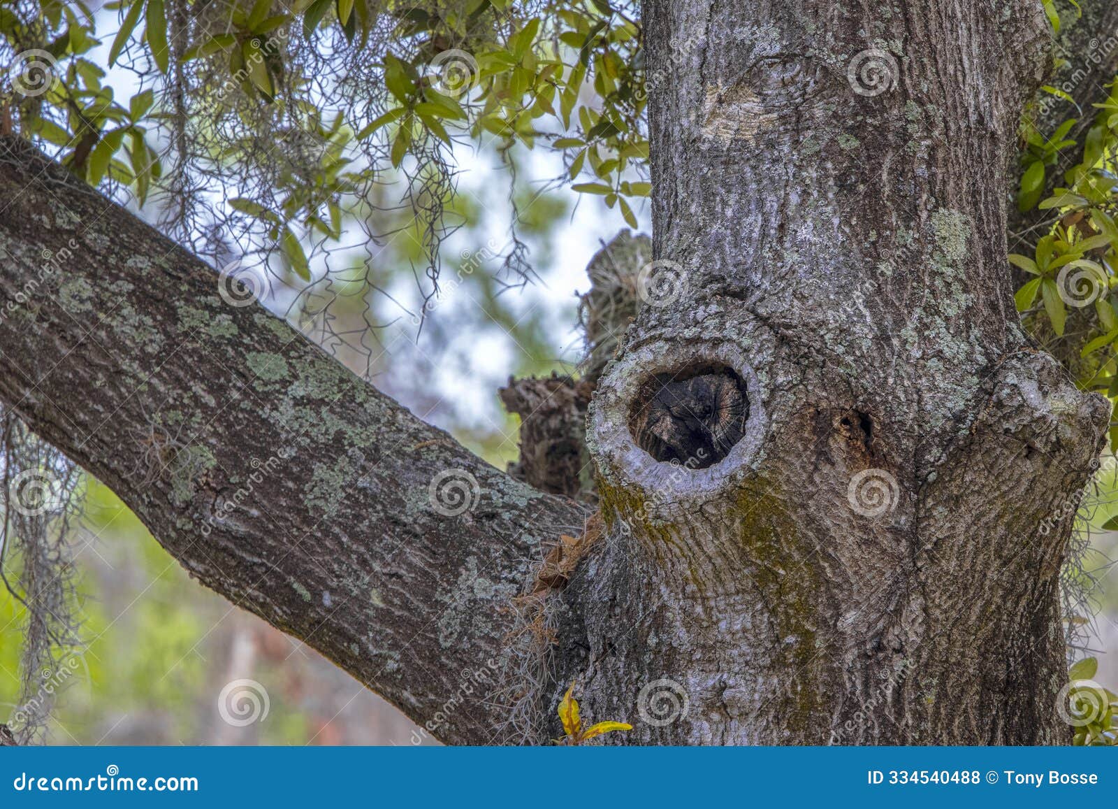 Cavity, Hole, Nest in a Large Oak Tree Stock Photo - Image of ...
