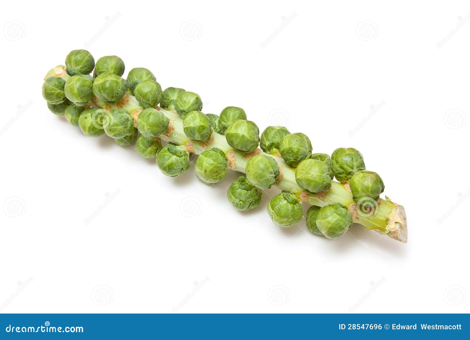 Cavoletti Di Bruxelles Sul Gambo Della Pianta Fotografia Stock ...