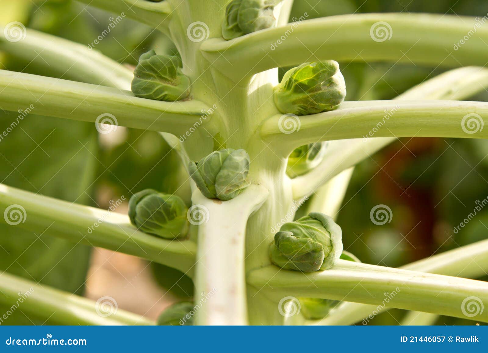 Cavolini di Bruxelles immagine stock. Immagine di raccolta - 21446057