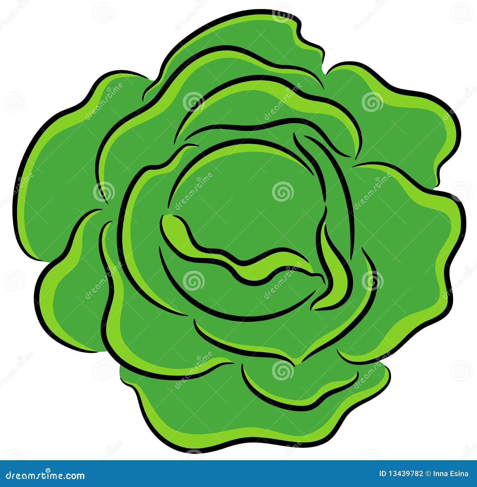 Cavolo illustrazione vettoriale. Illustrazione di pianta - 13439782