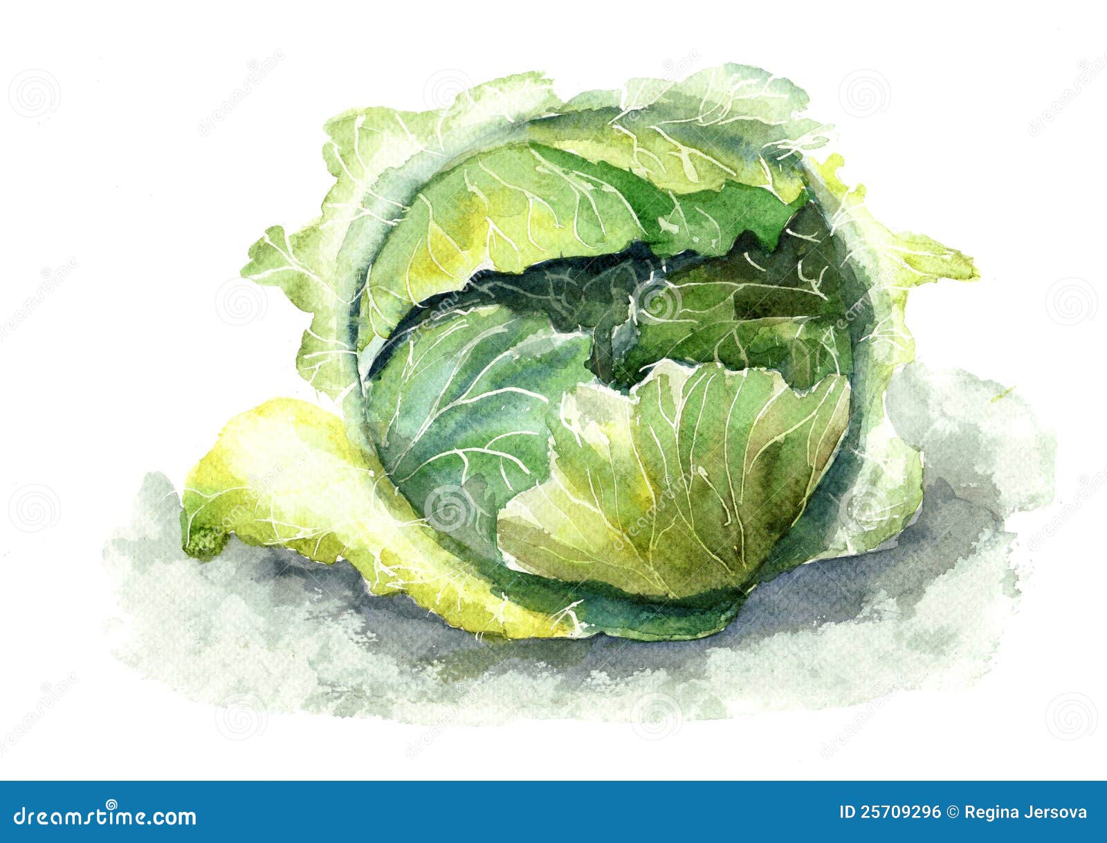 Cavolo illustrazione di stock. Illustrazione di agricoltura - 25709296