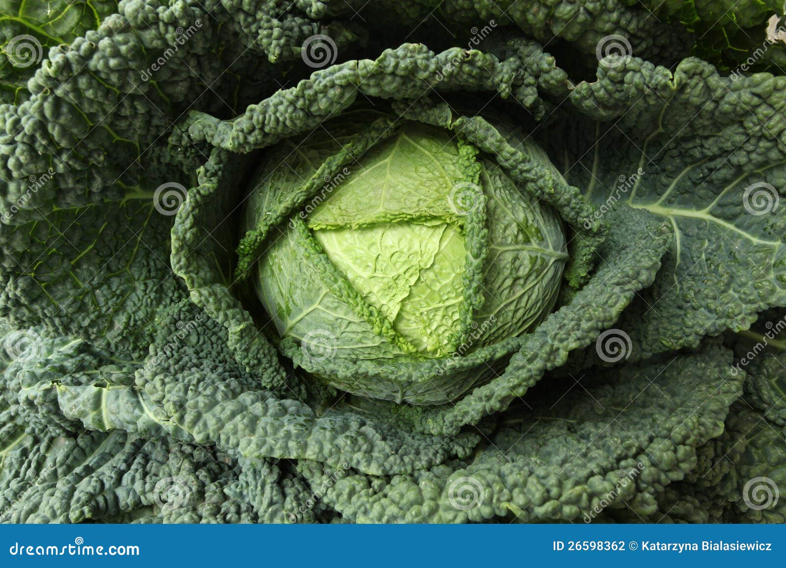 Cavolo fotografia stock. Immagine di organico, ingrediente - 26598362