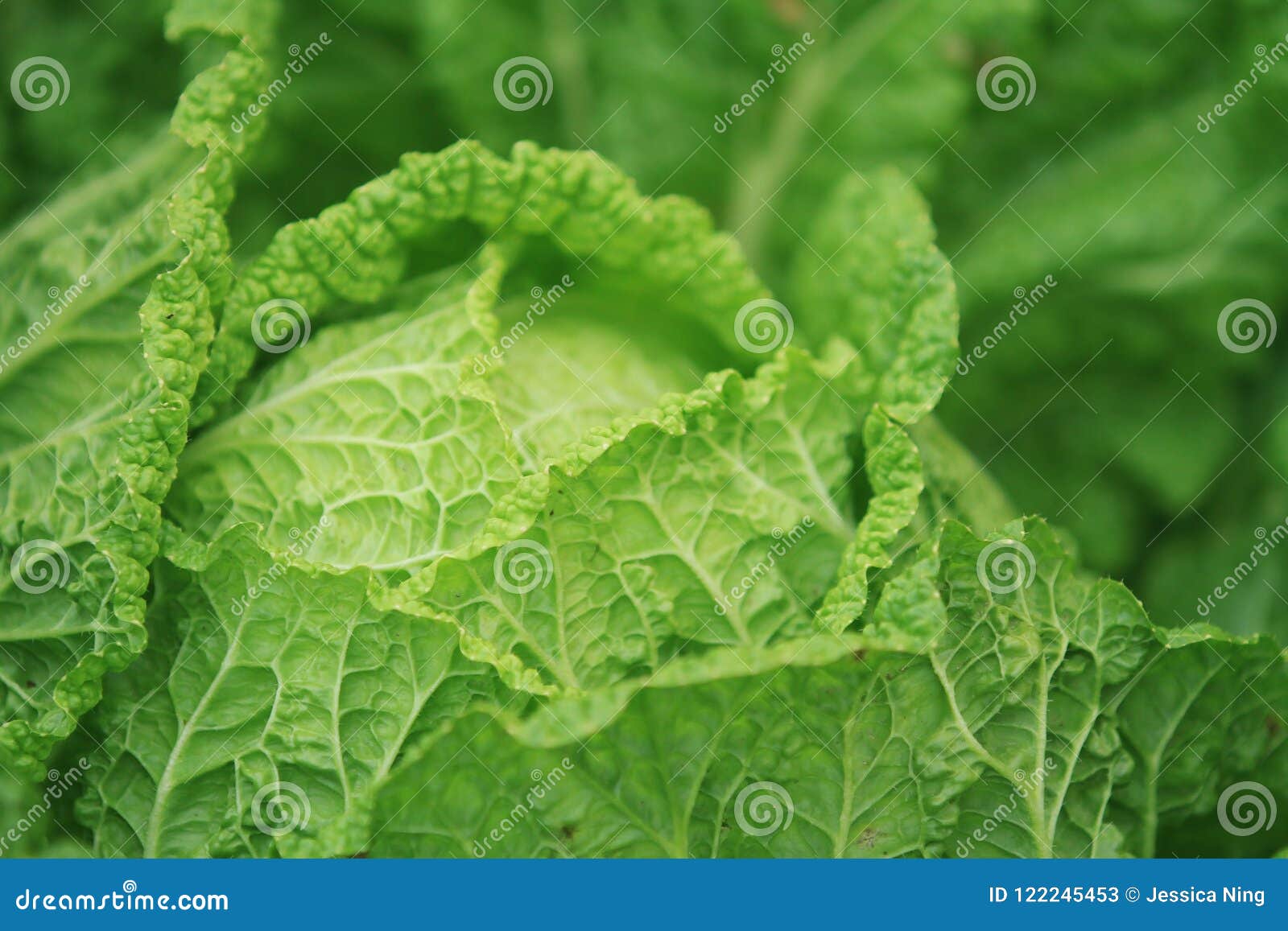 Cavolo cinese verde immagine stock. Immagine di caduta - 122245453
