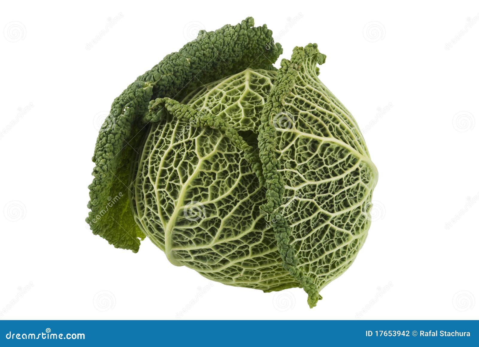 Cavolo del cavolo fotografia stock. Immagine di singolo - 17653942