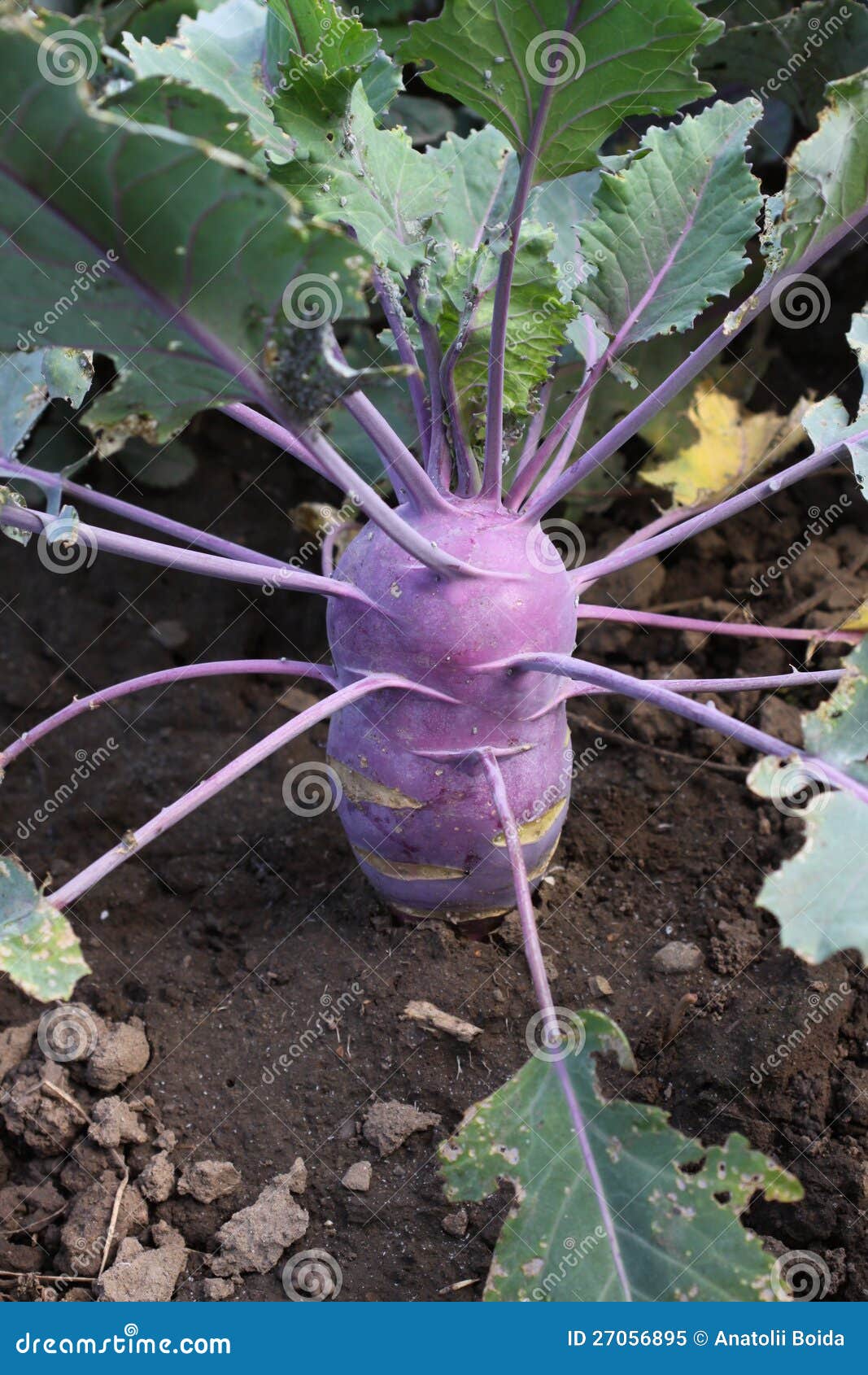 Cavolo di cavolo rapa immagine stock. Immagine di foglio - 27056895