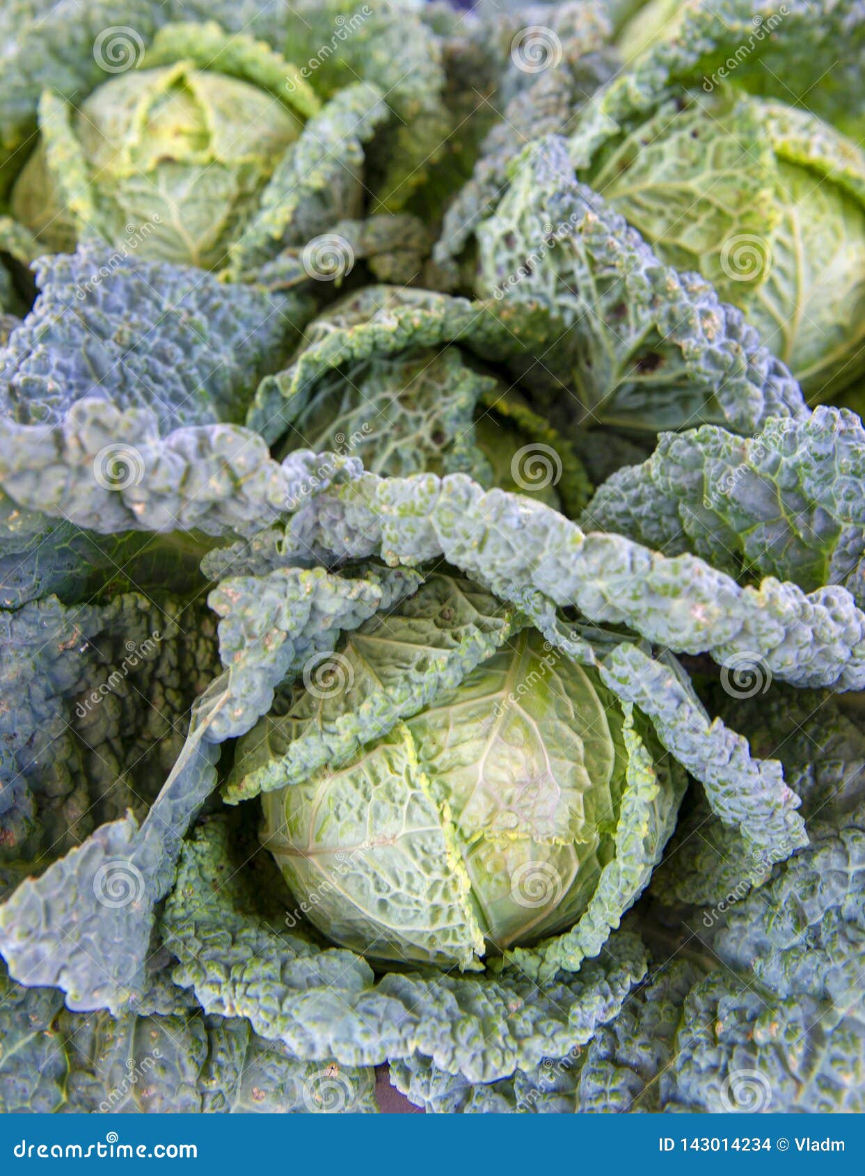 Cavolo O Brassica Oleracea Capitata, Cavolo Nero, Cavolo, Broccoli ...