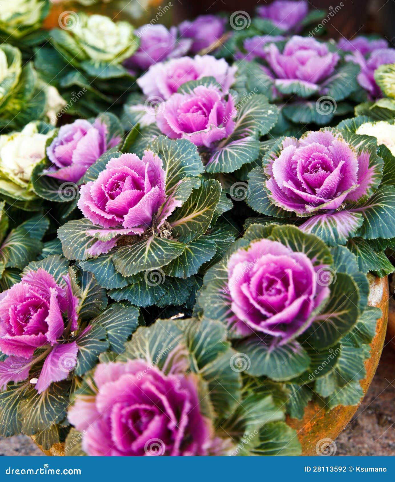 Cavolo ornamentale fotografia stock. Immagine di foglio - 28113592