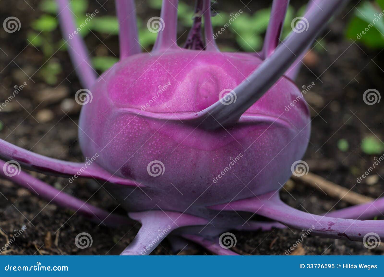 Cavolo rapa immagine stock. Immagine di maturo, crudo - 33726595