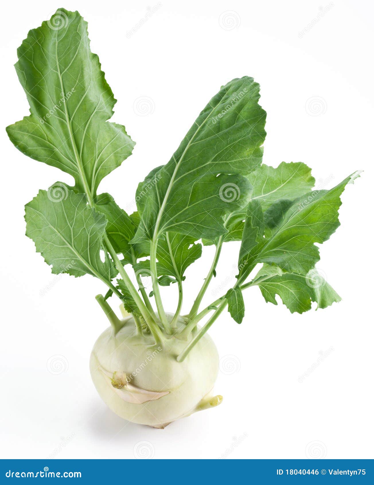 Cavolo rapa del cavolo fotografia stock. Immagine di spuntino - 18040446