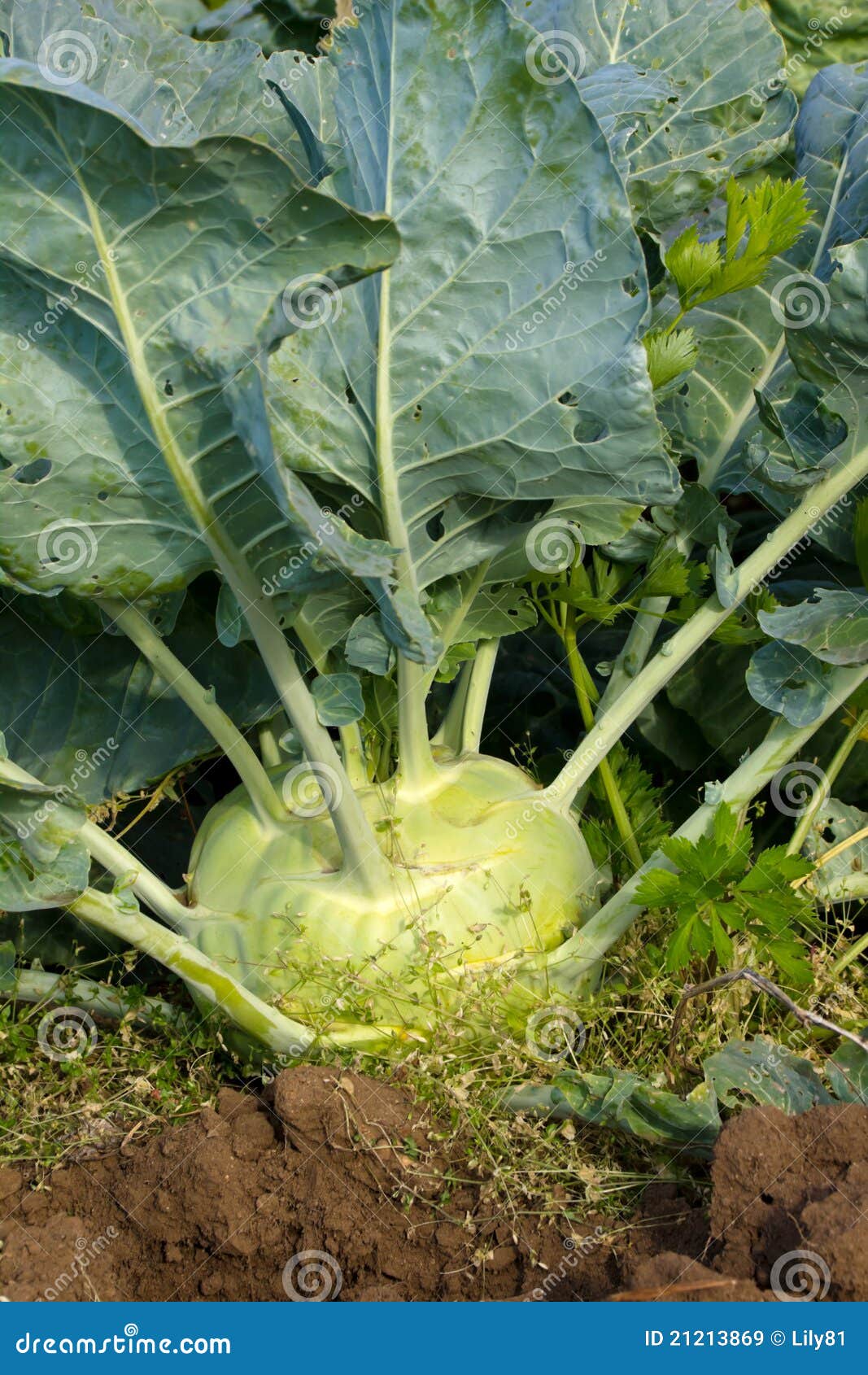 Cavolo rapa nel giardino immagine stock. Immagine di nave - 21213869