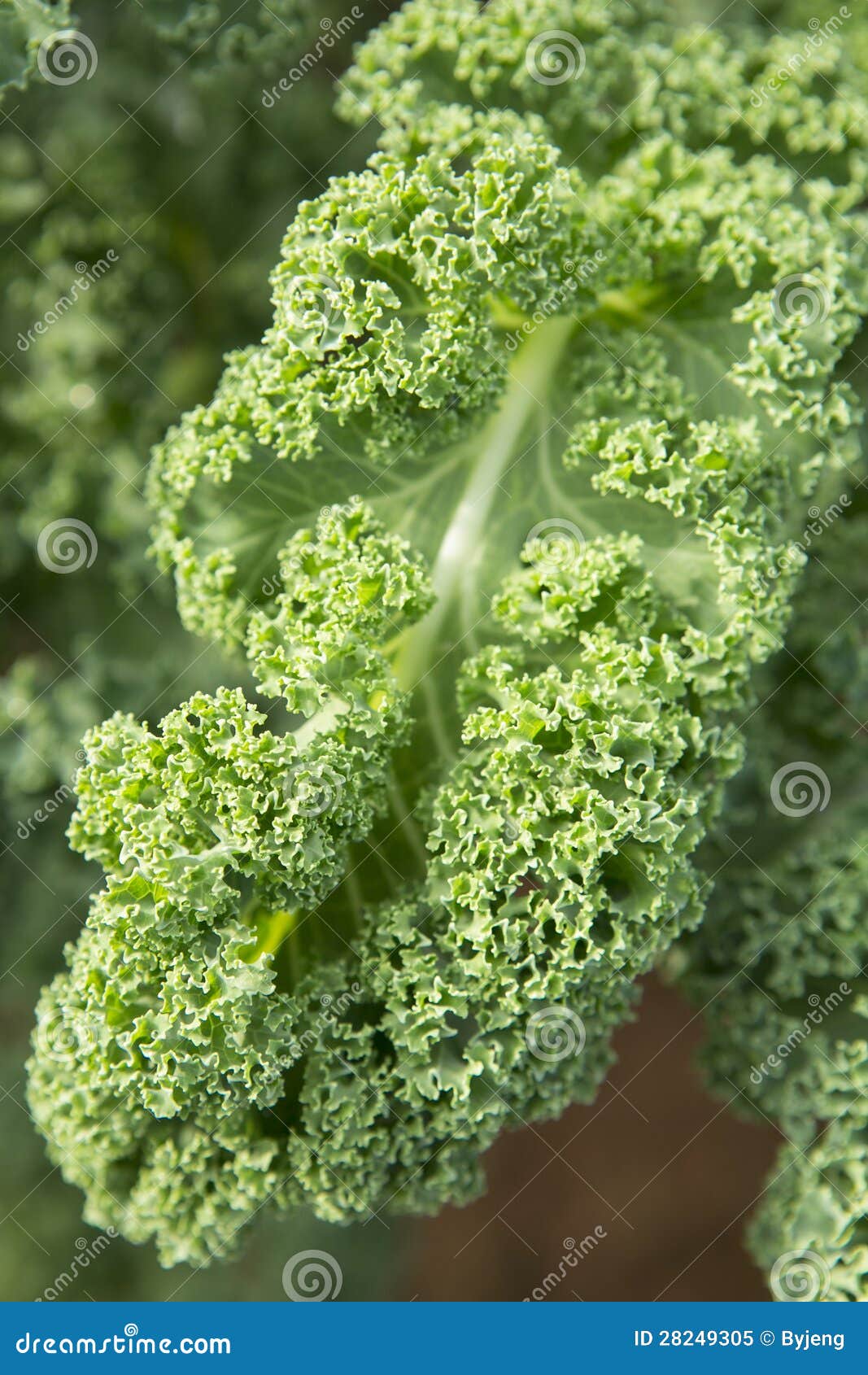 Cavolo riccio immagine stock. Immagine di mangi, campo - 28249305
