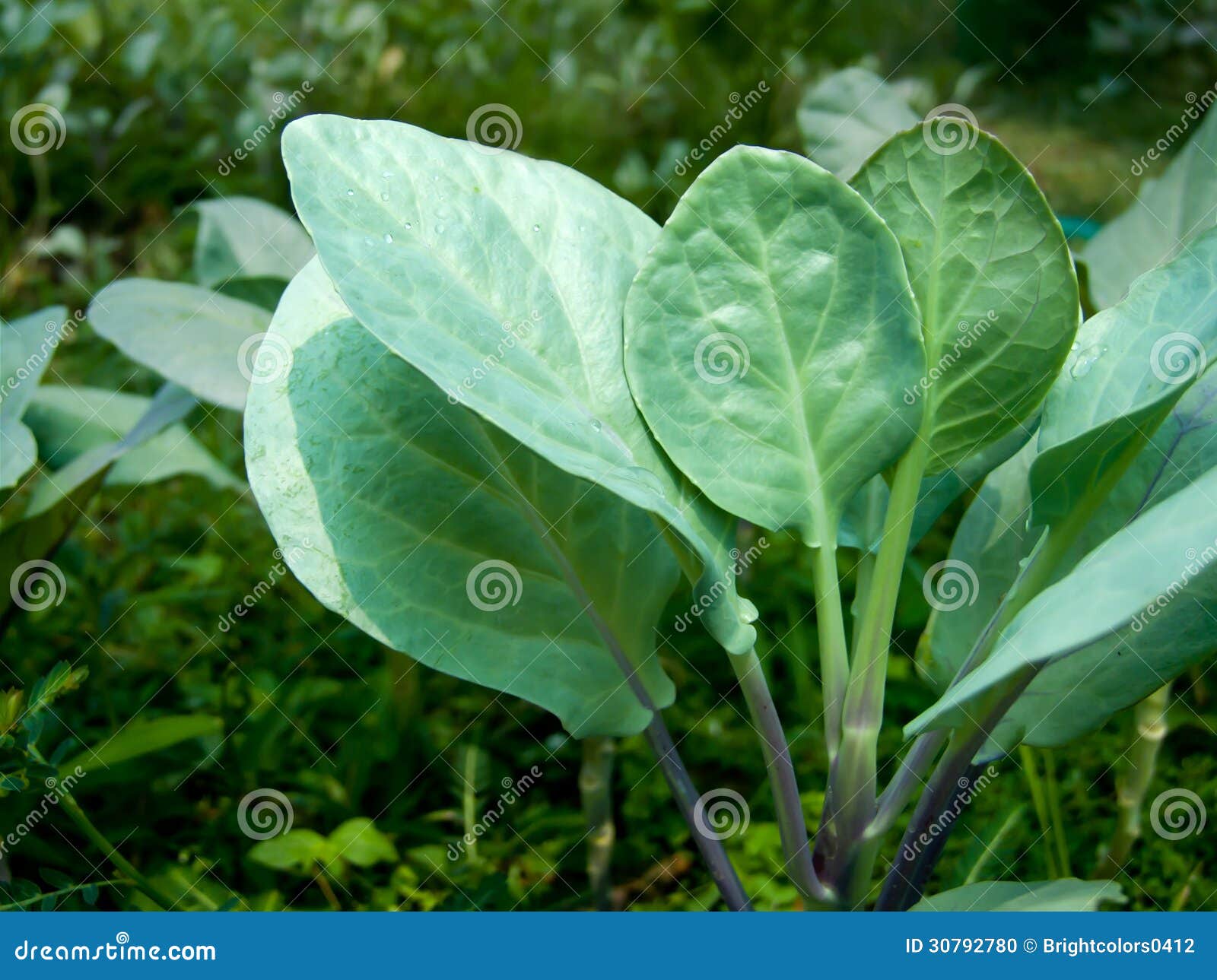 Cavolo riccio fotografia stock. Immagine di verde, colletti - 30792780