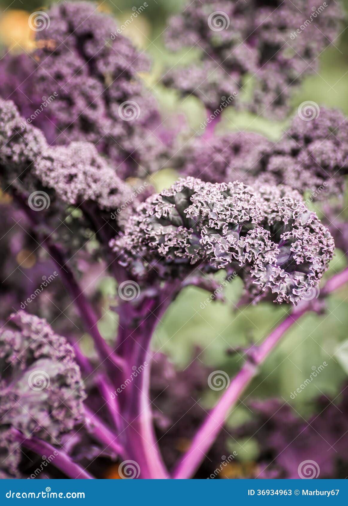 Cavolo riccio immagine stock. Immagine di alimento, vena - 36934963