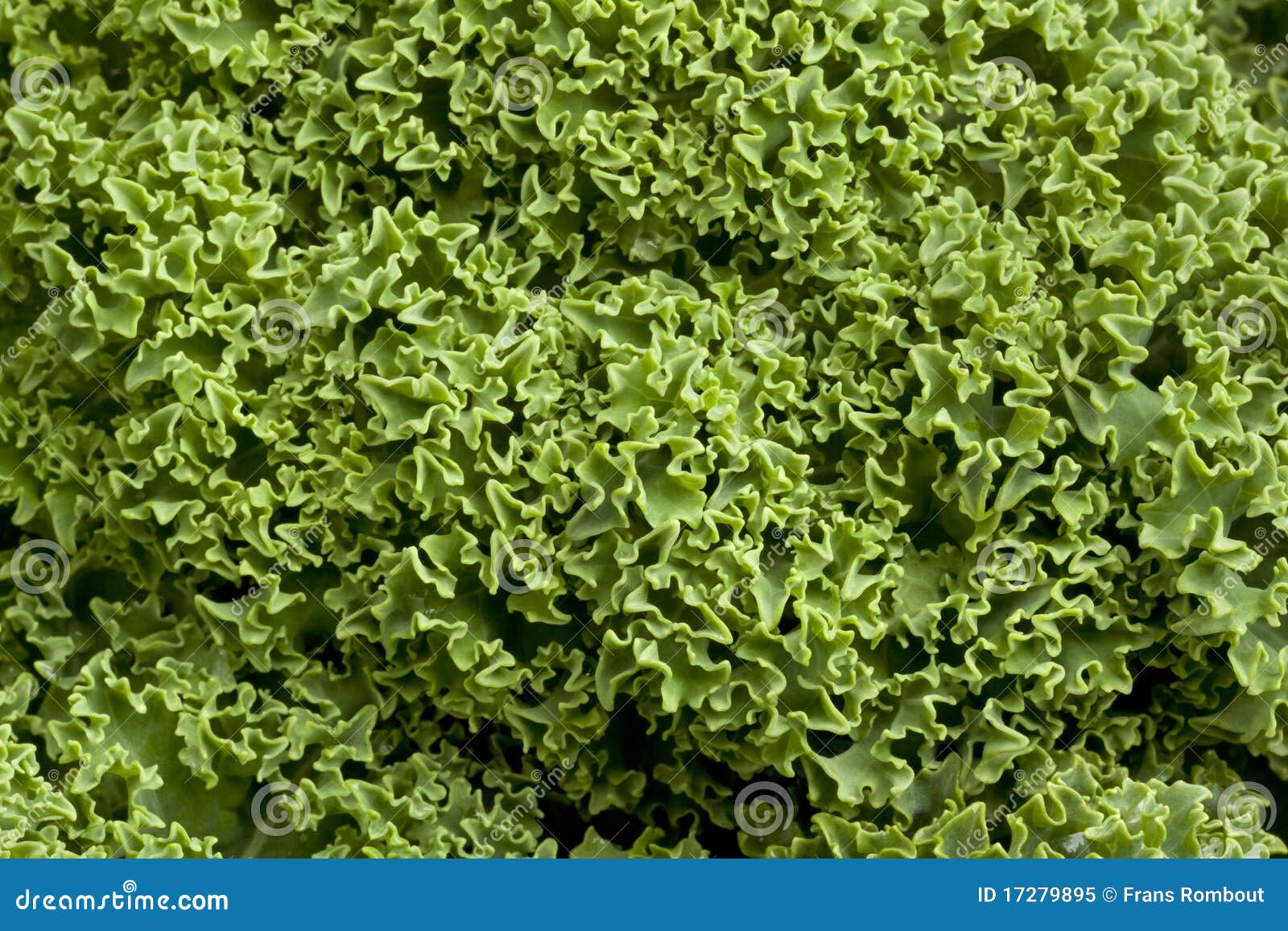 Cavolo riccio fresco immagine stock. Immagine di fresco - 17279895