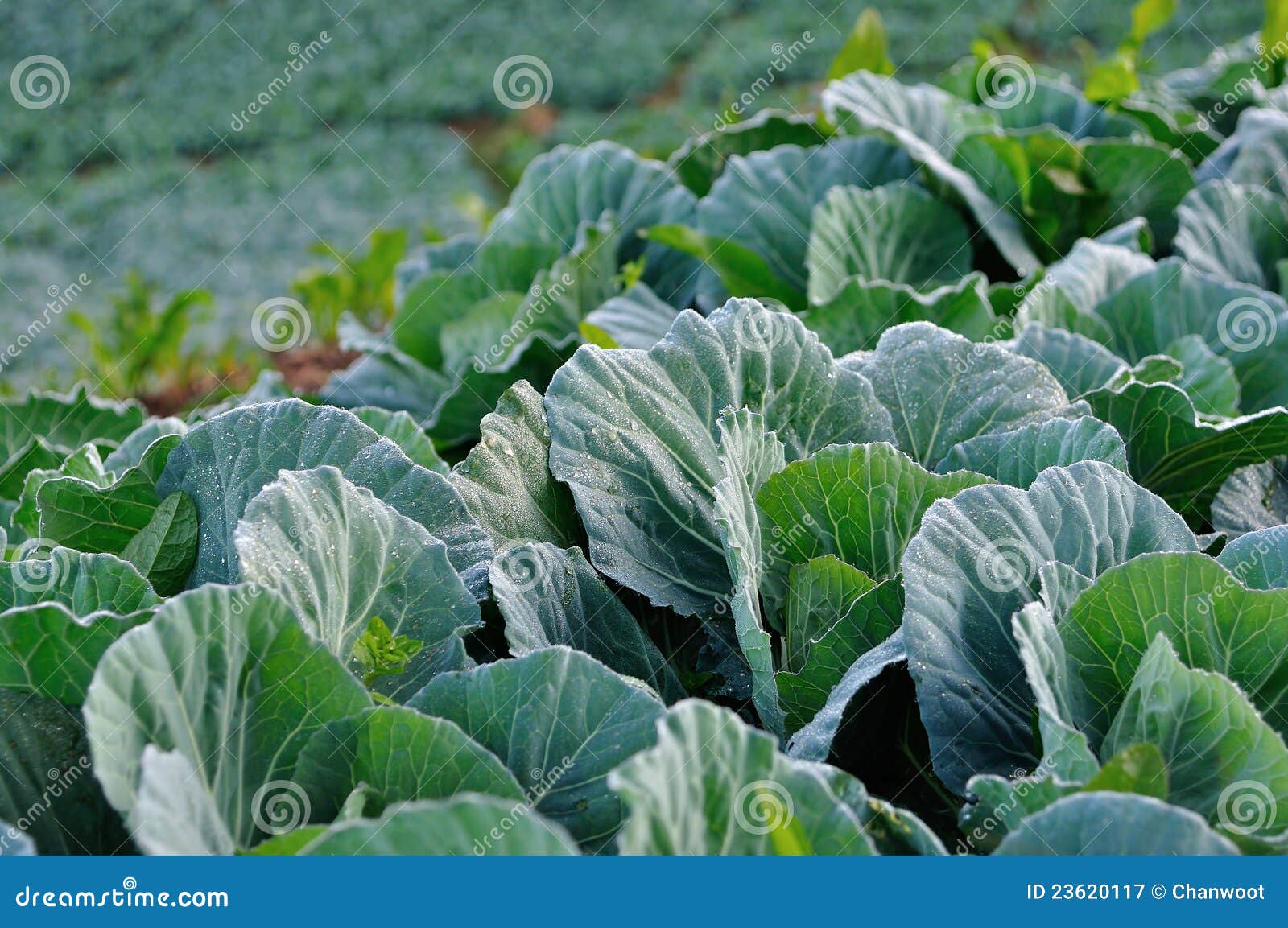 Cavolo verde. immagine stock. Immagine di agricoltura - 23620117