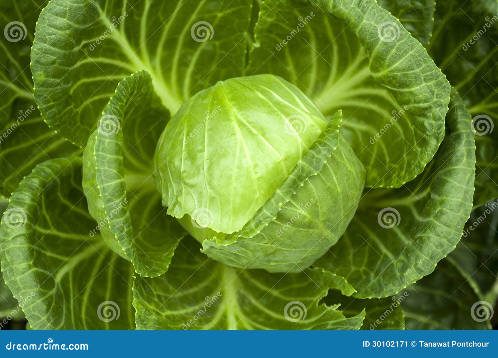 Cavolo verde immagine stock. Immagine di rotondo, nutrizione - 30102171
