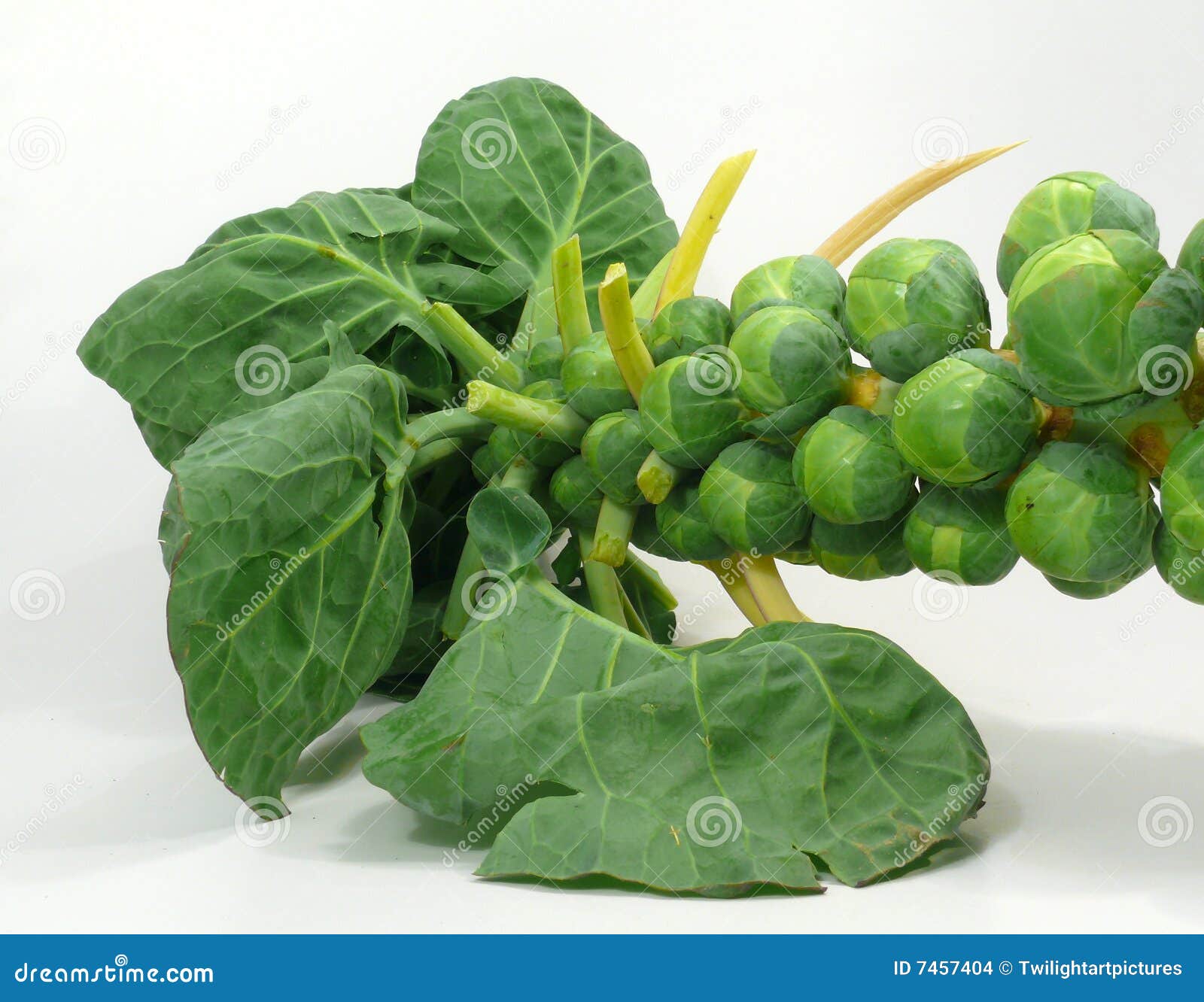 Cavolo verde fotografia stock. Immagine di freschezza - 7457404