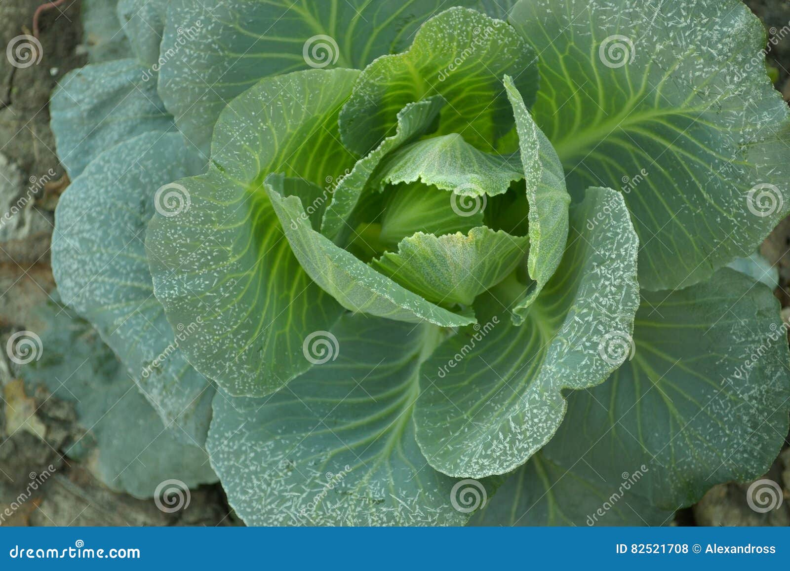 Cavolo verde, fresco fotografia stock. Immagine di podere - 82521708