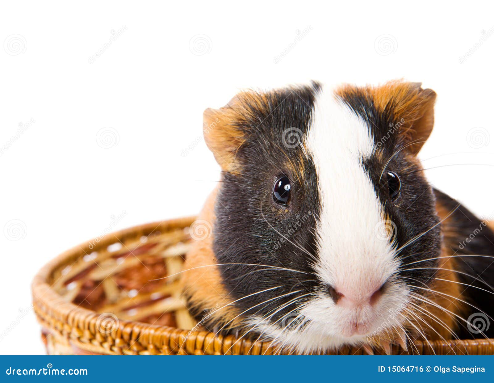 Cavy stock photo. Image of colorful, happy, hair, staring - 15064716