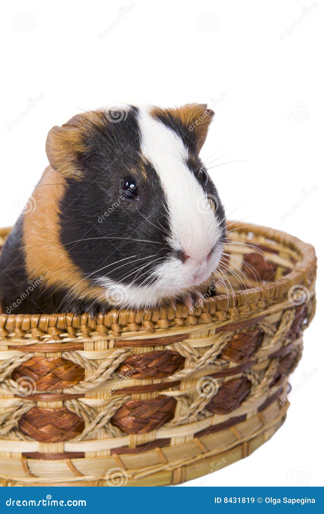 Cavy stock image. Image of mammal, happy, basket, interested - 8431819