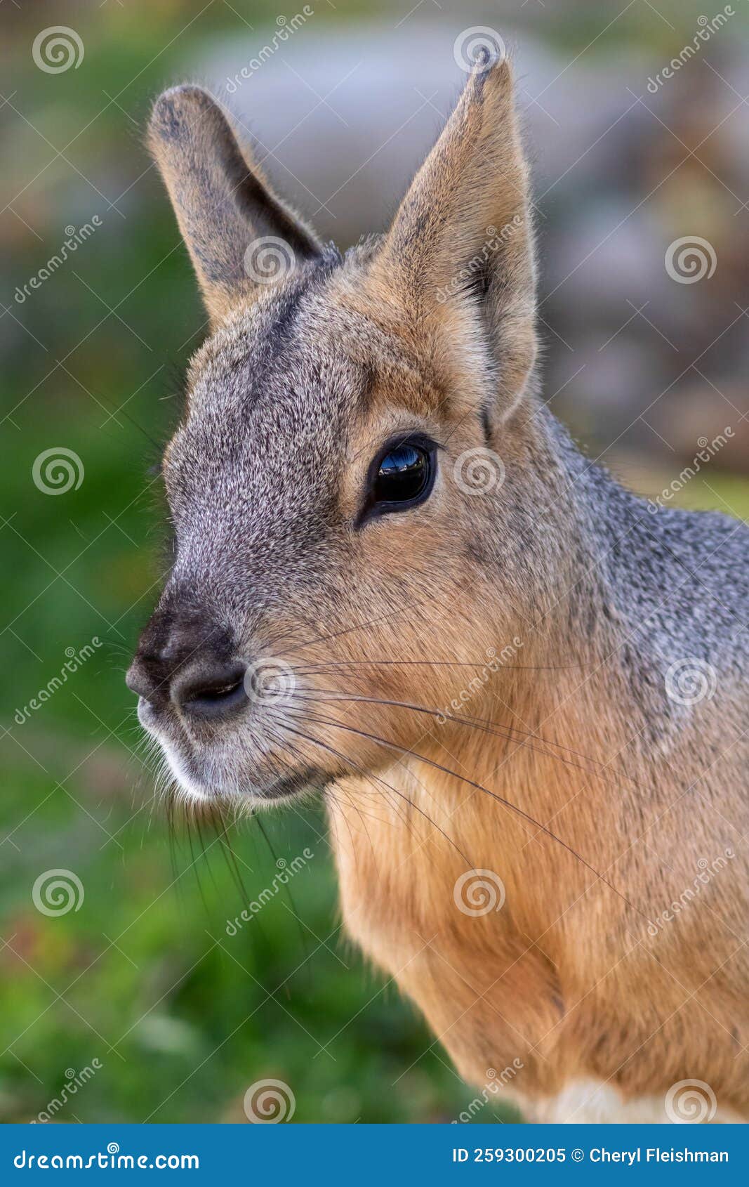 Cavy Closeup in Soft Dappled Light on a Summer Afternoon Stock Image ...