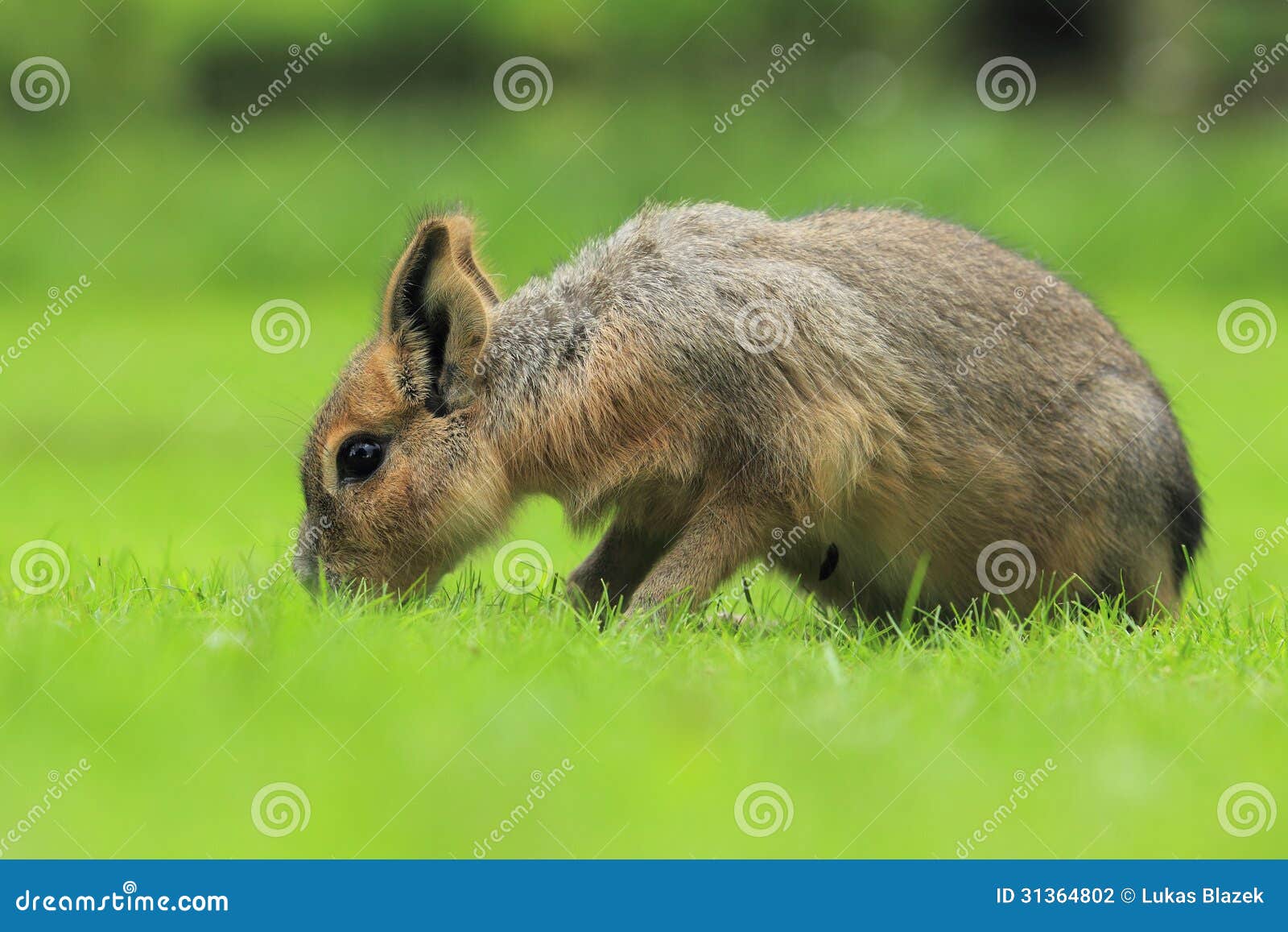 Cavy patagón foto de archivo. Imagen de animal, cubo - 31364802
