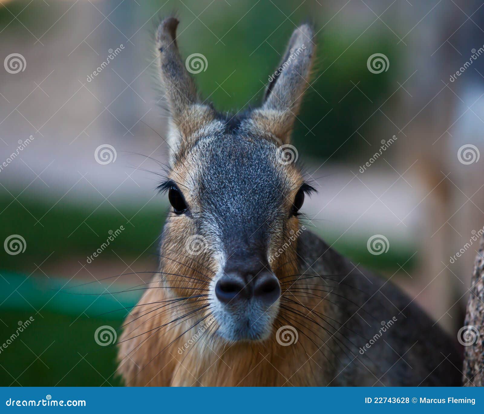 Cavy Patagonian foto de stock. Imagem de patagônio, organismo - 22743628