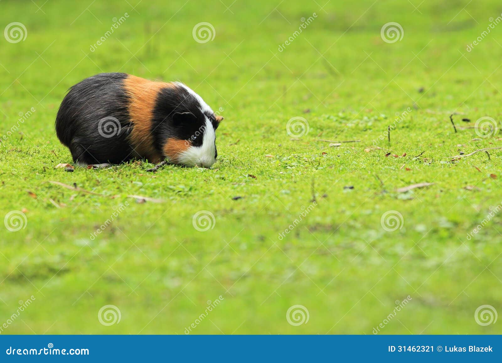 Cavy stock image. Image of cavia, mammal, animal, grass - 31462321