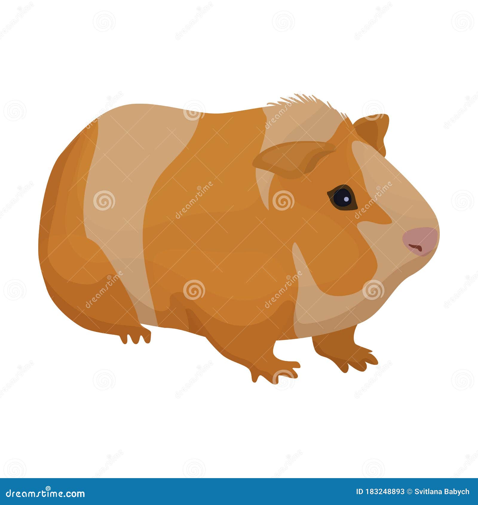 Cavy Vector Icon.Cartoon Vector Icon Isolated on White Background Cavy ...