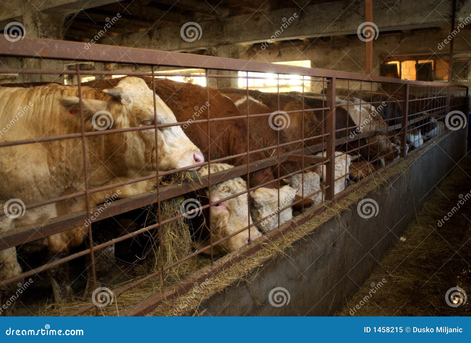 Caw 10 stock image. Image of milk, natural, field, animals - 1458215